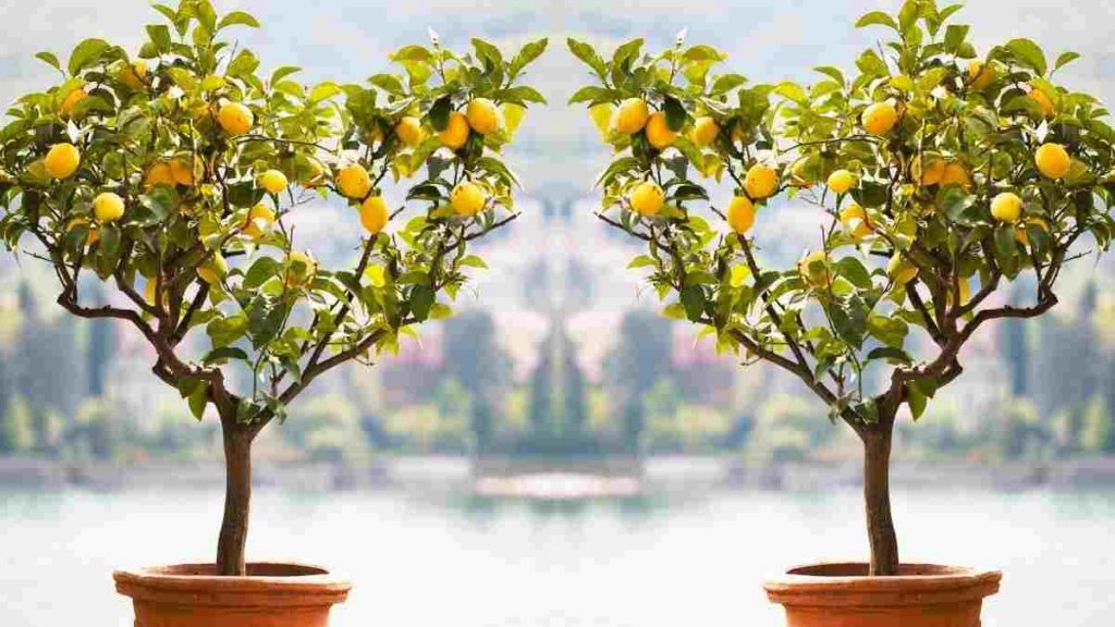 Come piantare un albero di limone in un vaso passo dopo passo - IreneMilito.it