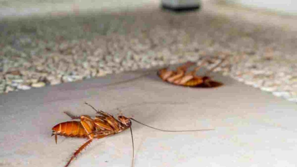 Scarafaggi in casa? Questo trucco fatto in casa è la soluzione che ...