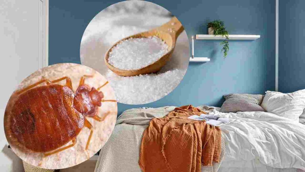 Come eliminare le cimici dei letti con il sale? - IreneMilito.it